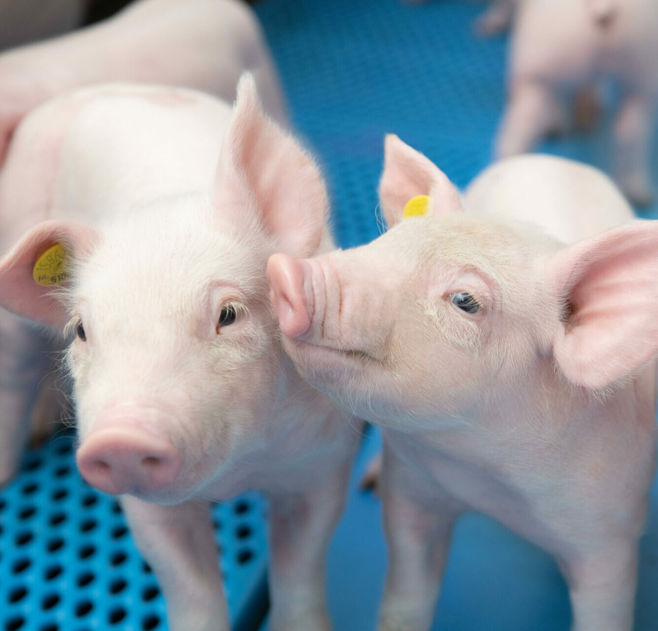 Nooyen Pig Flooring - Dutch Agribusiness Worldwide